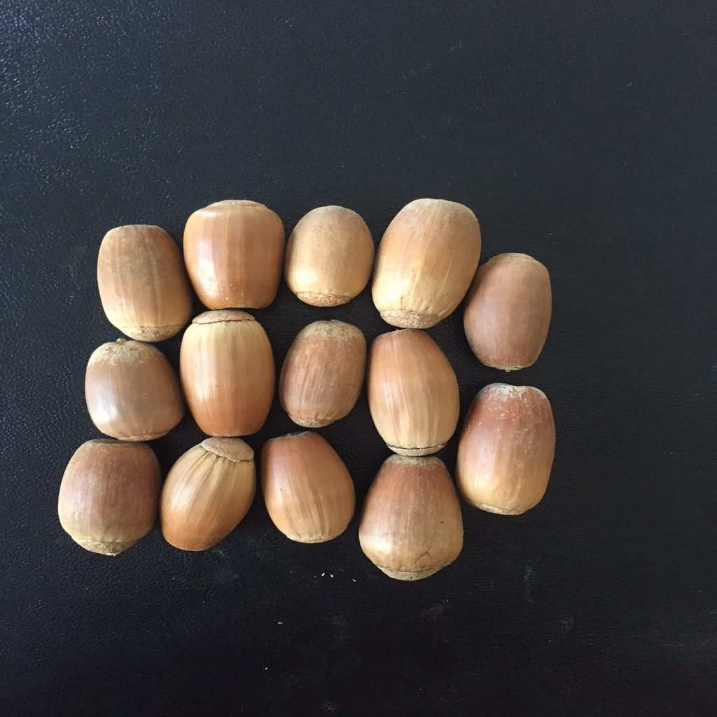 Acorn – AR-TU KİMYA AS